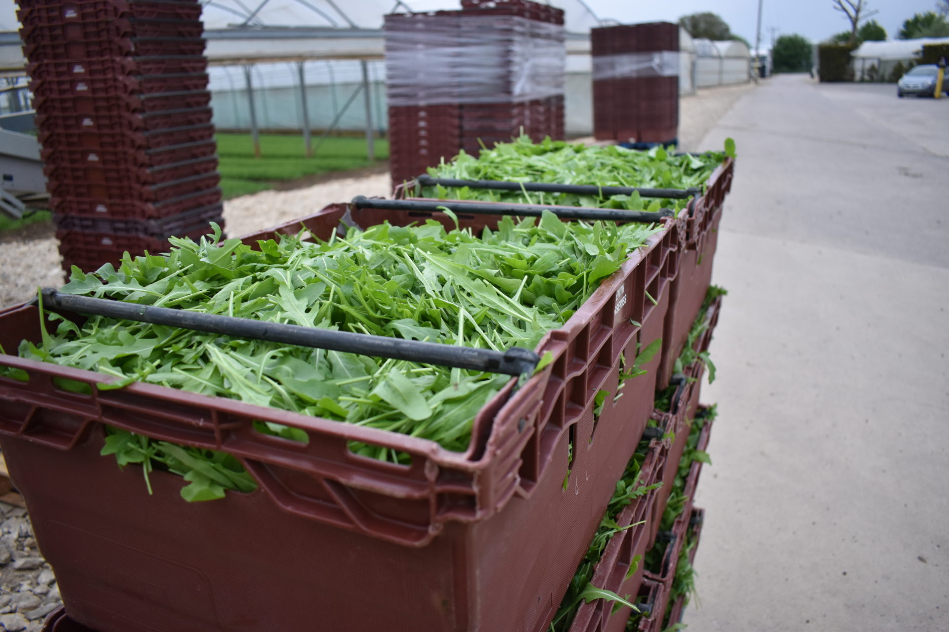 How the Kyminasi Plants crop booster works and get a demo - LiveFarmer UK