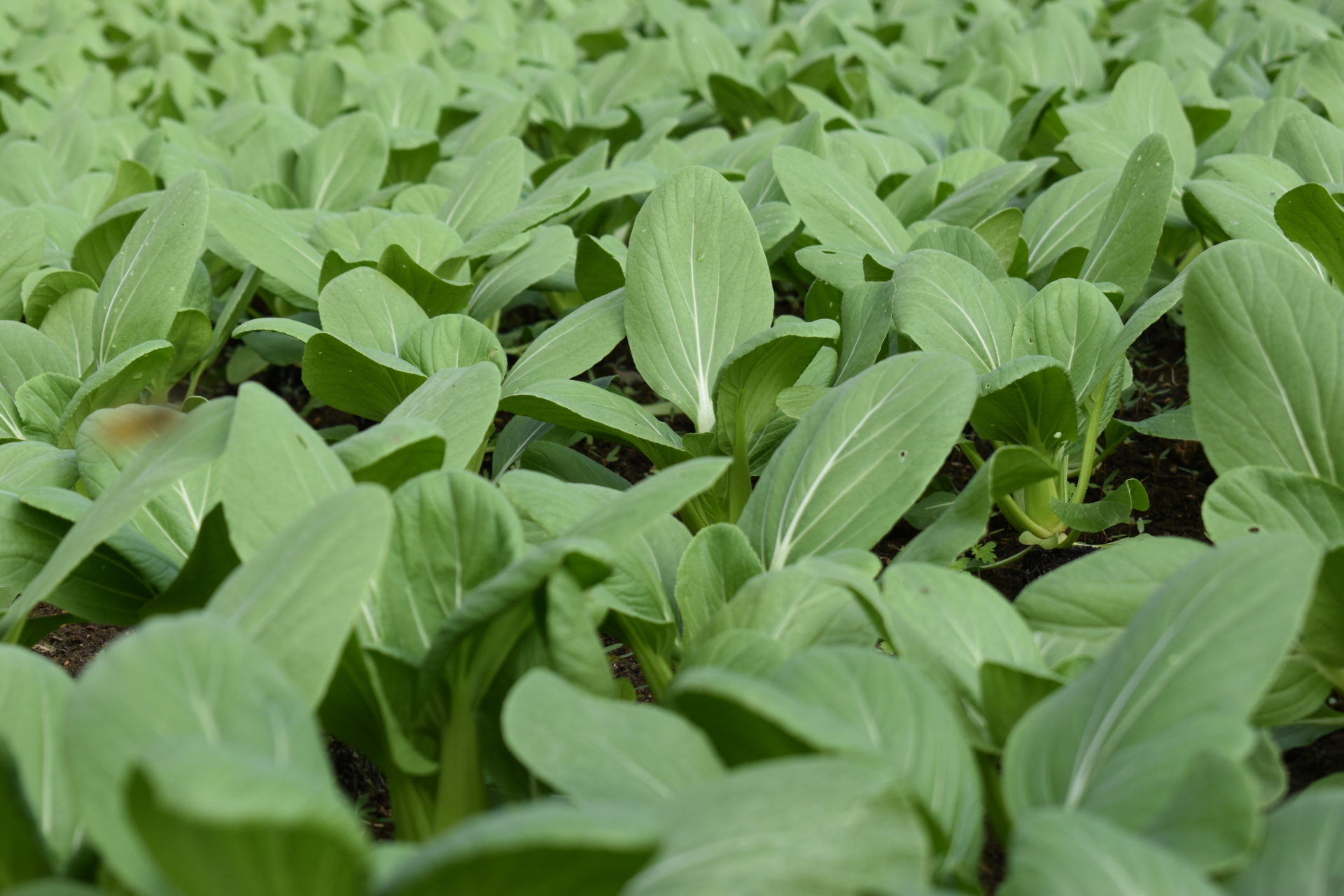 How the Kyminasi Plants crop booster works and get a demo - LiveFarmer UK