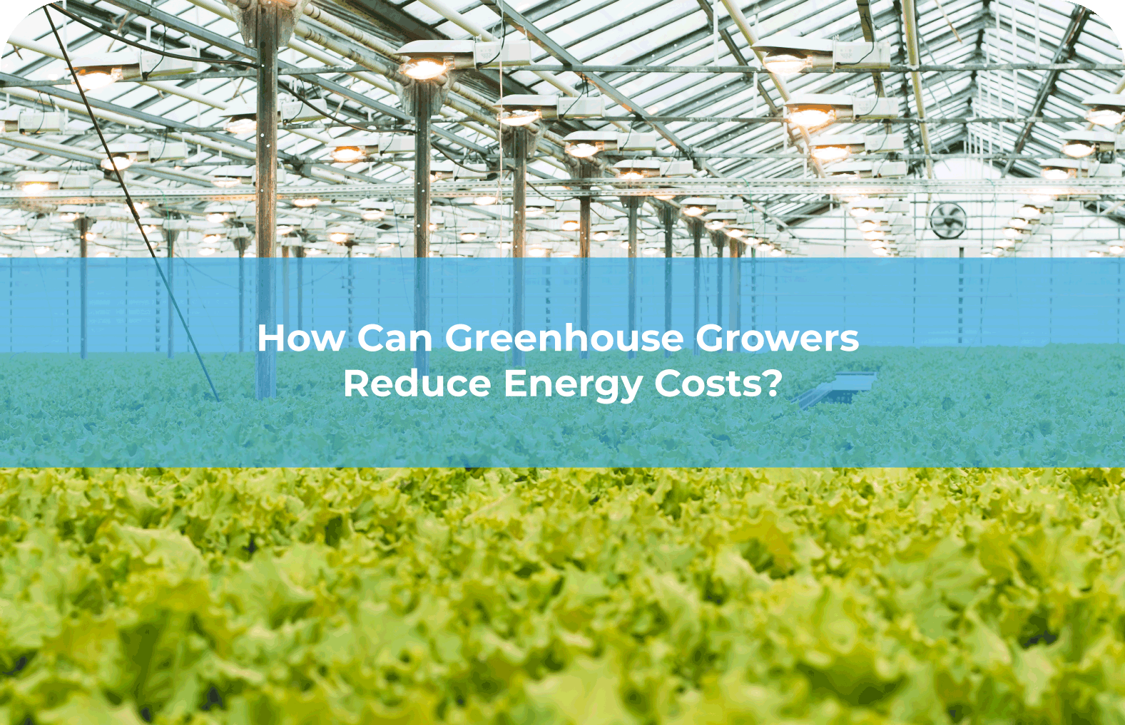 How Can Greenhouse Growers Reduce Energy Costs? - LiveFarmer UK