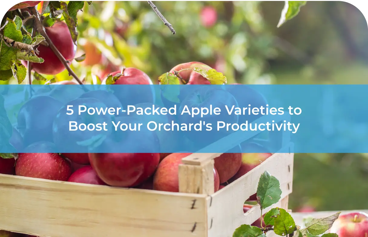Apples: 5 Power-Packed Varieties to Boost Your Orchard