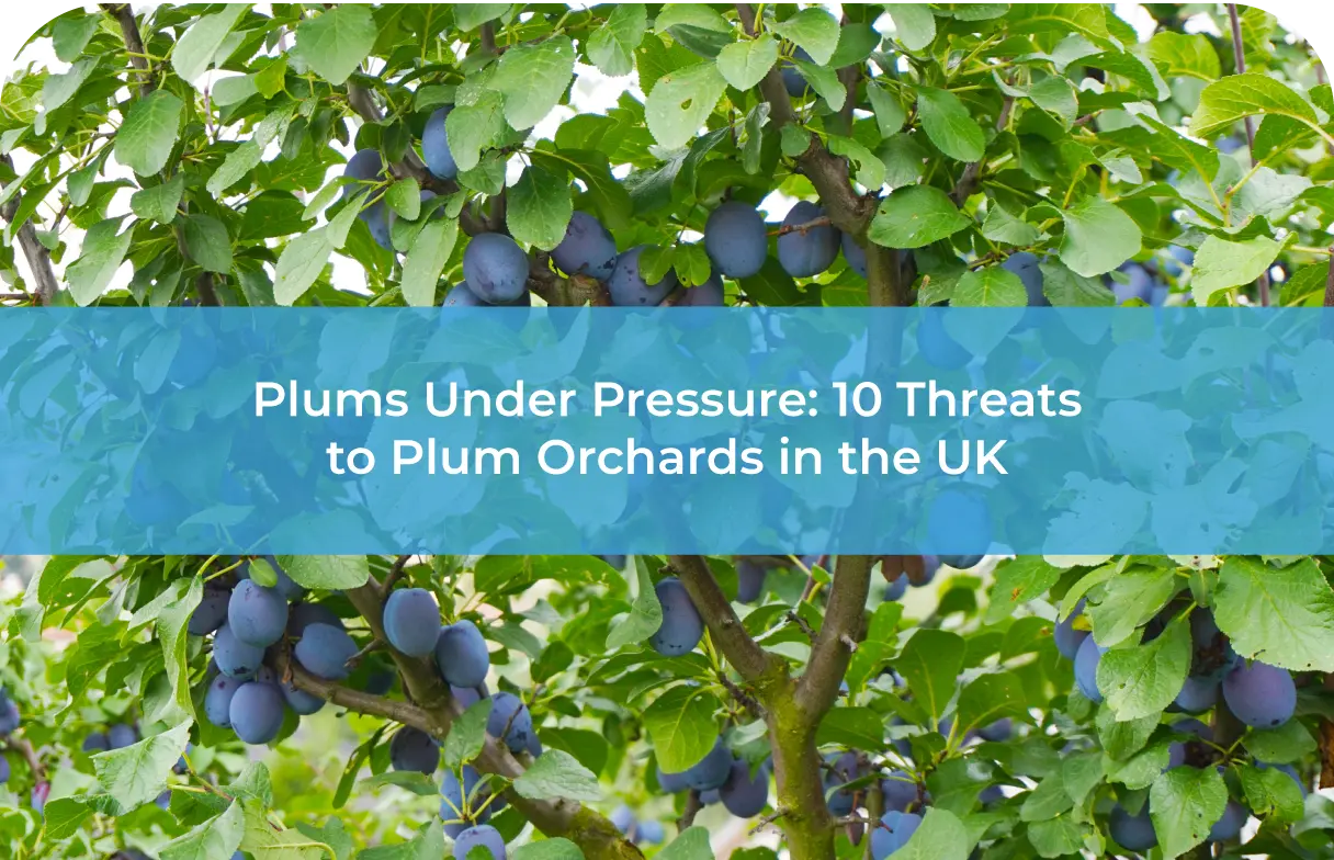 Plums Under Pressure: 6 Threats to Plum Orchards in the UK